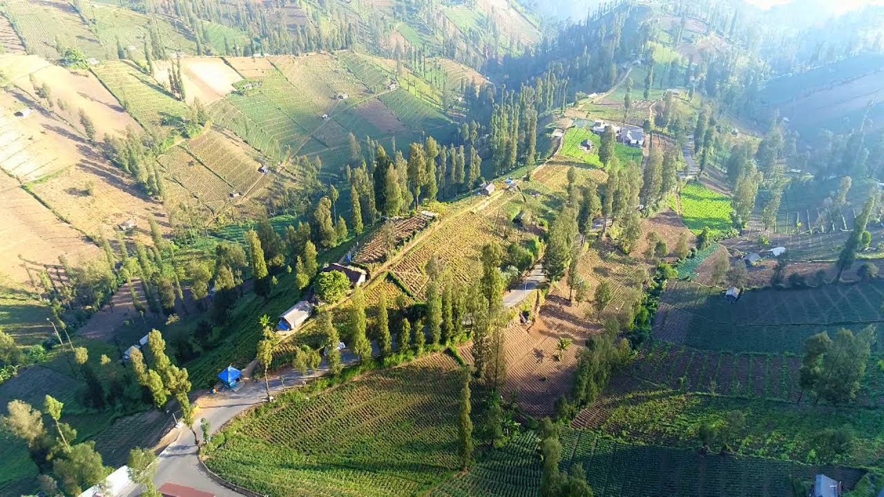 Desa Wisata Ngadas, Pesona Di Lereng Gunung Bromo