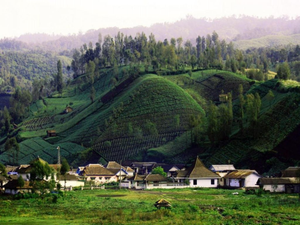 Desa Wisata Ngadas, Pesona Di Lereng Gunung Bromo