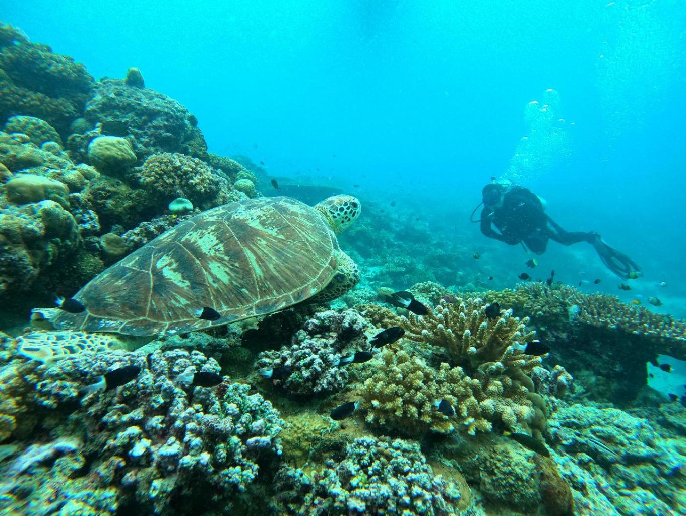 Eksplorasi Keindahan Taman Laut Kepulauan Derawan