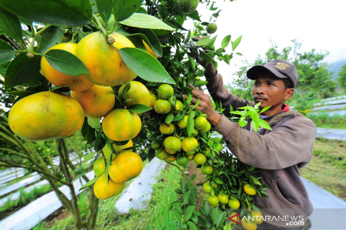 Rekomendasi Agrowisata Petik Buah untuk Liburan Akhir Pekan