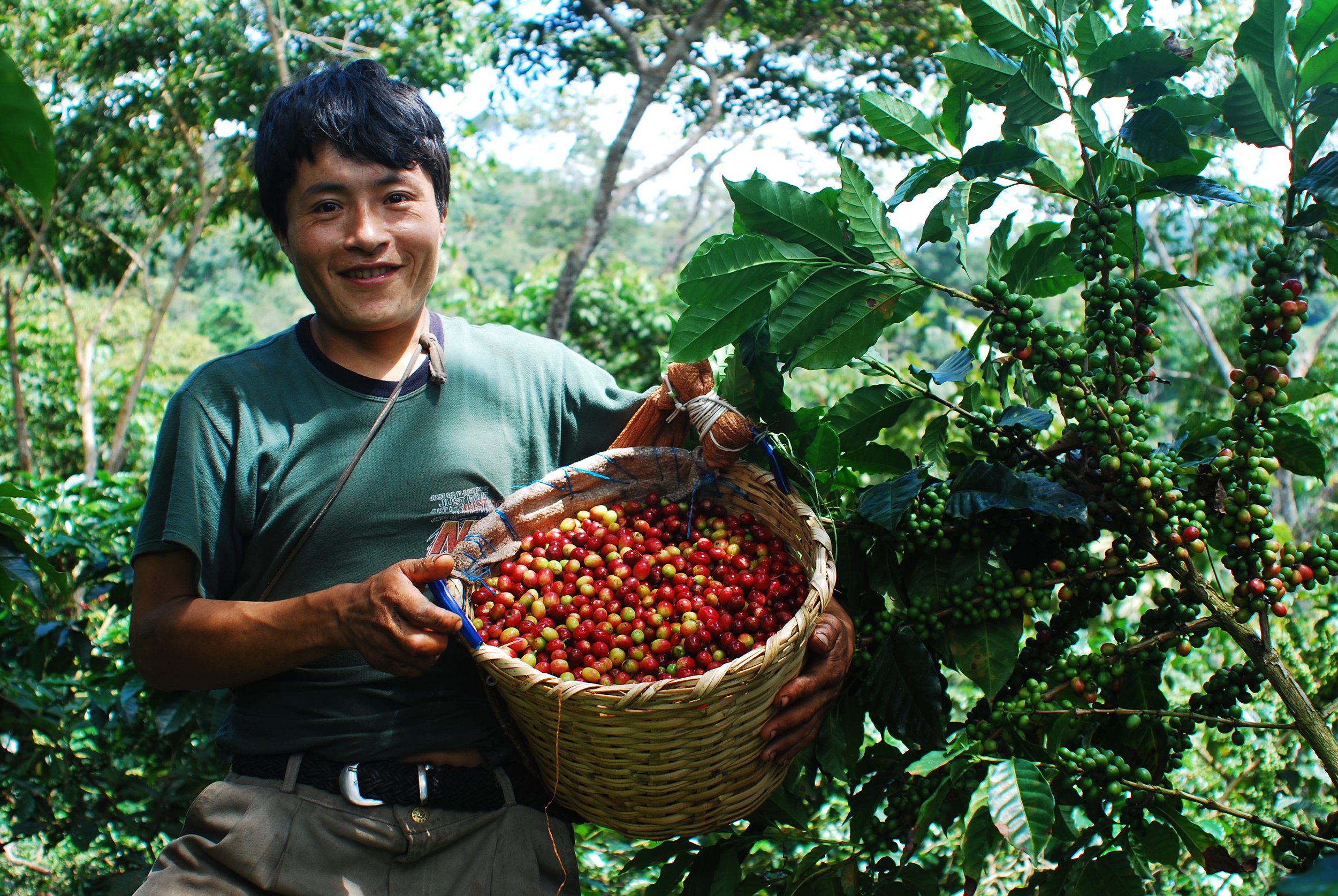 Beberapa Lokasi Perkebunan Kopi Untuk Destinasi Agrowisata