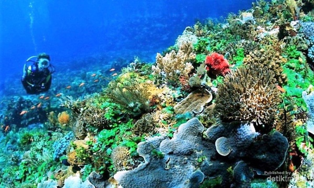 Daftar Spot Diving Terbaik Paling Menawan Di Taman Laut