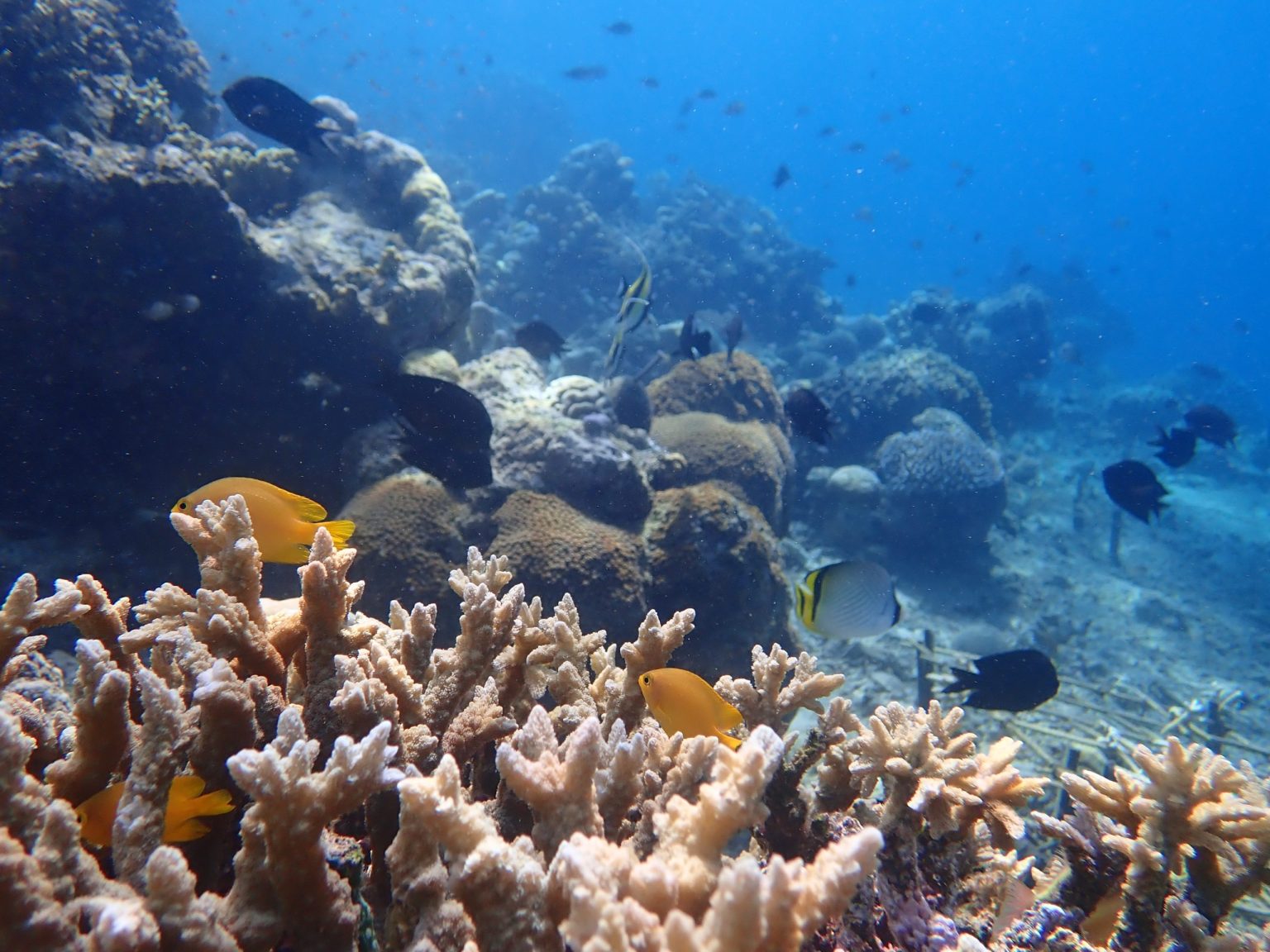 10 Daftar Taman Laut dengan Surga Bawah Laut