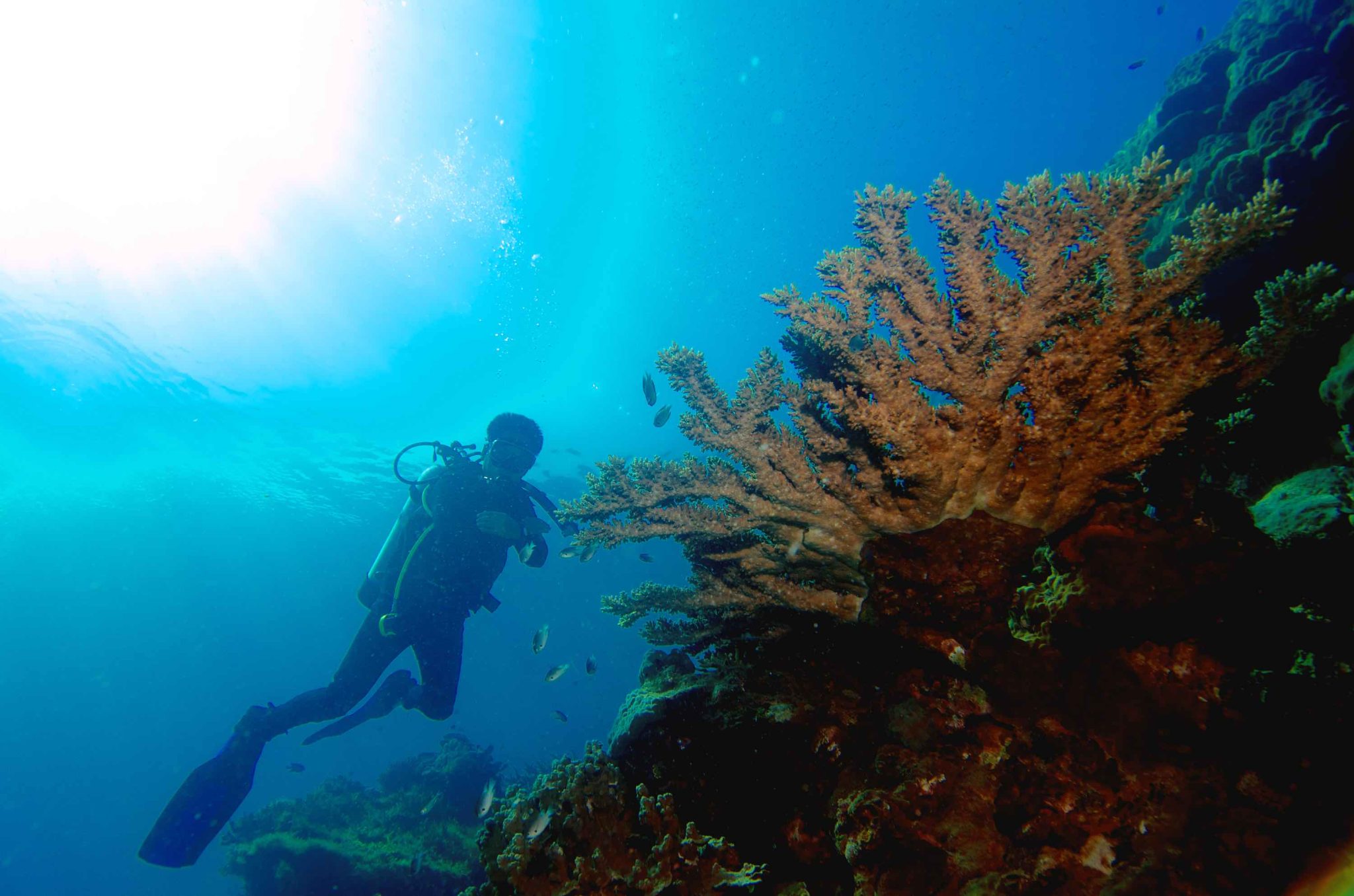 EARTHIANOS | 5 Taman Laut di Indonesia dengan Kekayaan Flora dan Fauna