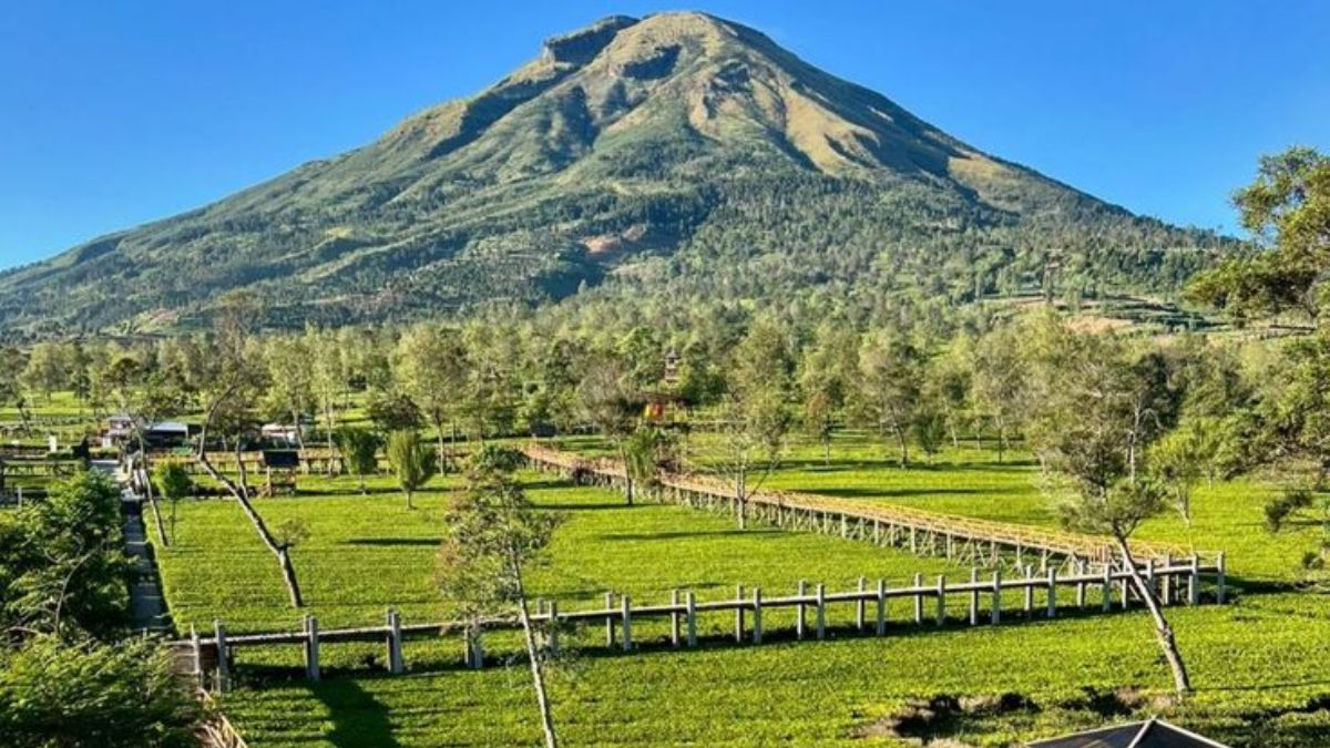 EARTHIANOS | Pesona Agrowisata Teh Tambi Wonosobo Destinasi Wisata Hijau Terbaik di Jawa Tengah
