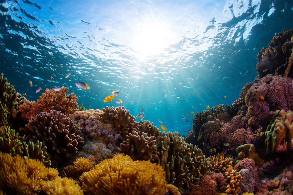 EARTHIANOS | Keindahan Taman Laut Teluk Kupang NTT yang Menawarkan ...