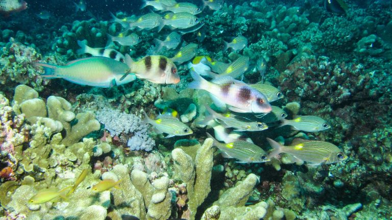EARTHIANOS | Apo Reef Natural Park – Taman Laut Luar Negeri yang Indah ...